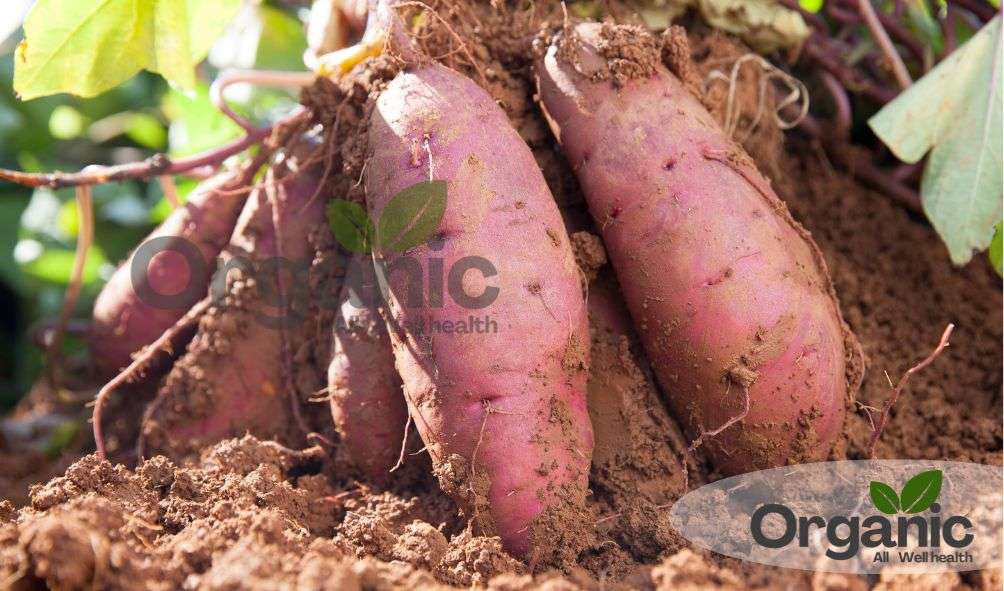 Benefits of Eating Sweet Potatoes | स्वस्थ जीवन के लिए एक सुपरफूड