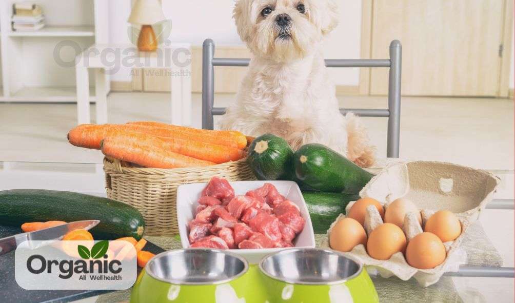 Organic Pet Food Benefits | क्यों आपके परिवार का कुत्ता सबसे अच्छा हकदार है