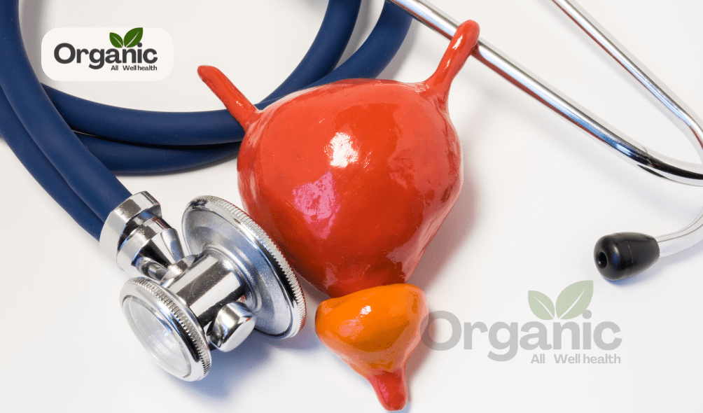 What is the bladder and what is its function?