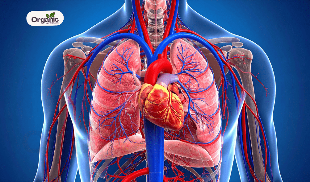 Heart Health Management | Important habits and measures to keep the ...
