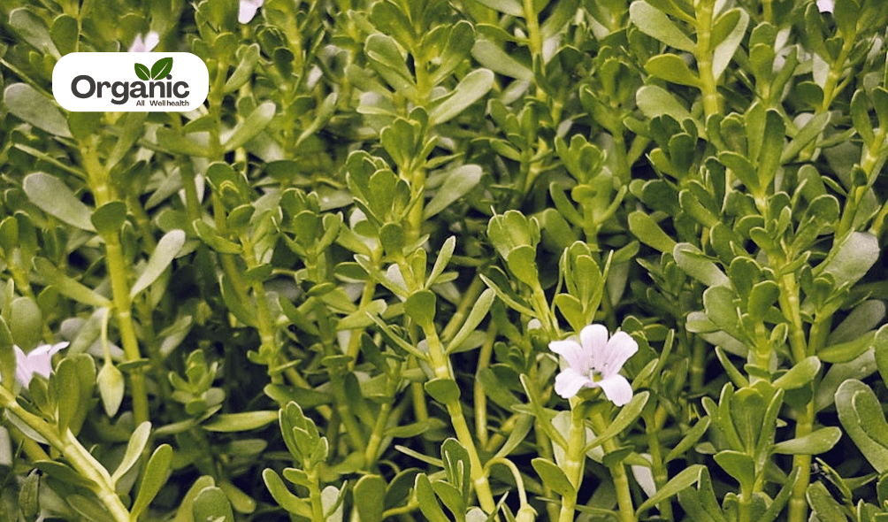 Bacopa Benefits and Uses - ब्राह्मी के फायदे, औषधीय गुण, लाभ और नुकसान
