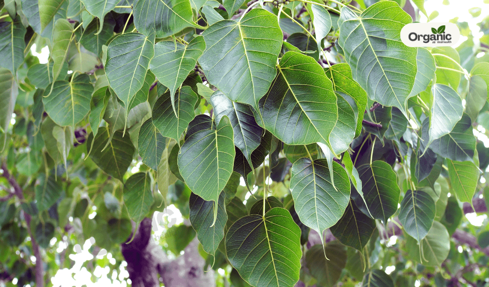 Benefits of Peepal Leaves | Amazing Medicinal Properties of Focus ...