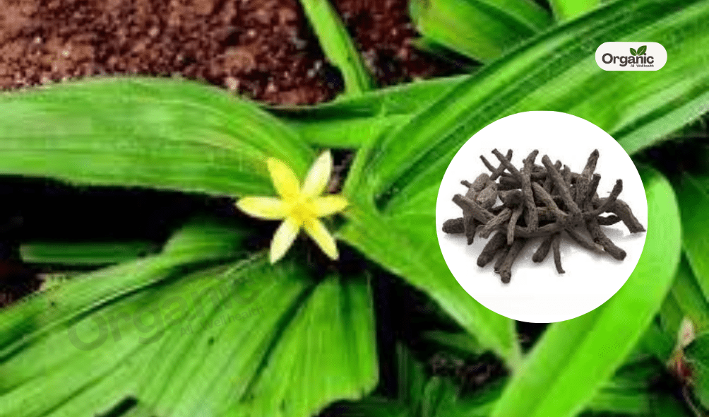 Kali Musli Benefits and Uses | काली मूसली के फायदे, औषधीय गुण और उपयोग