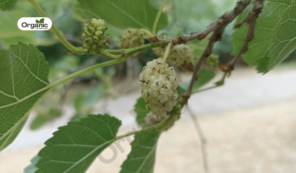 Mulberry Tree Benefits and Uses | शहतूत का पेड़ के फायदे, उपयोग और ...