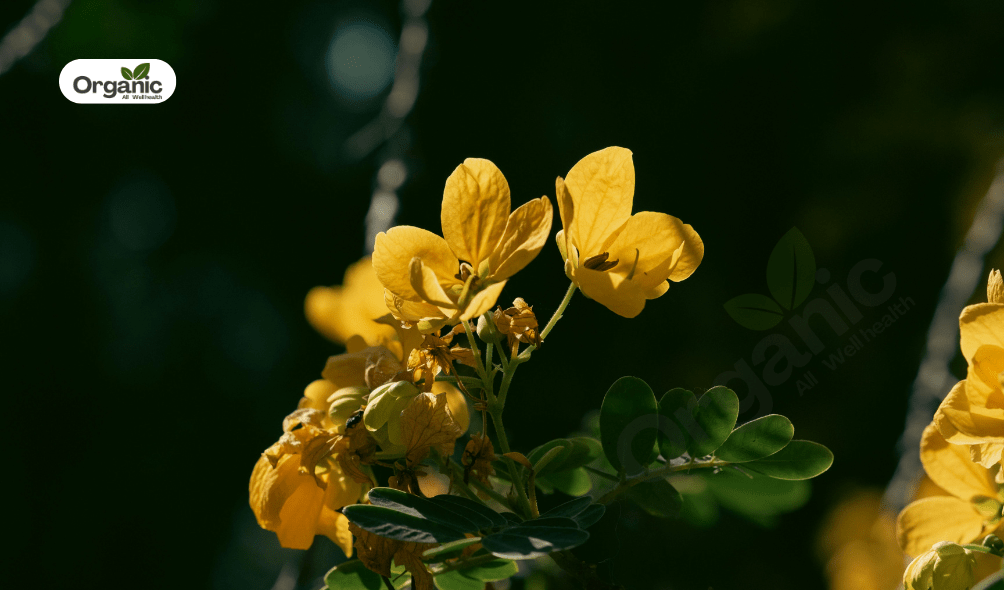 Senna Benefits and Uses | सेना के अद्भुत फायदे और उपयोग ...