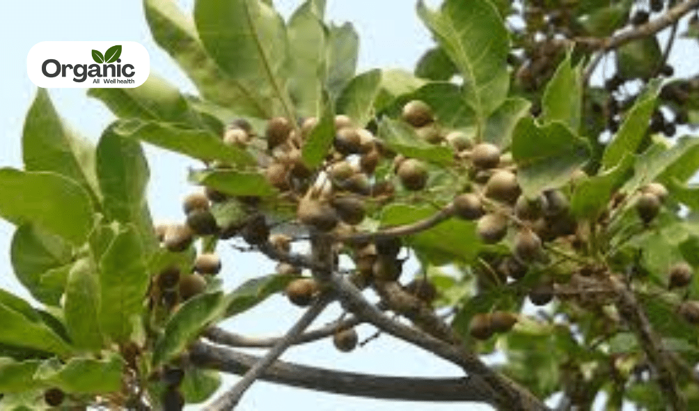Terminalia bellirica Benefits and Uses- बहेड़ा के फायदे, औषधीय गुण, लाभ ...