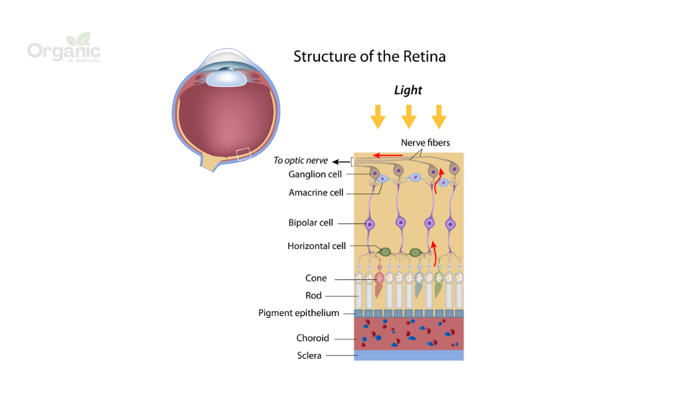 Retina (रेटिना): आँखों की दृष्टि का आधार - संरचना, कार्य, रोग और ...